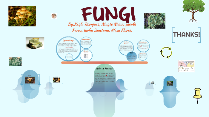 FUNGI (SCIENCE PROJECT) by madeleine rodriguez on Prezi