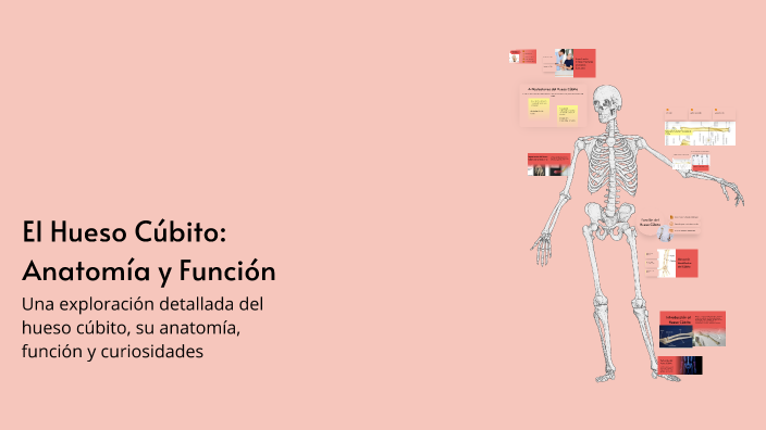 El Hueso Cúbito: Anatomía y Función by Samnta Hernández on Prezi