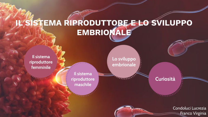 Il sistema riproduttore by Lucrezia Condoluci