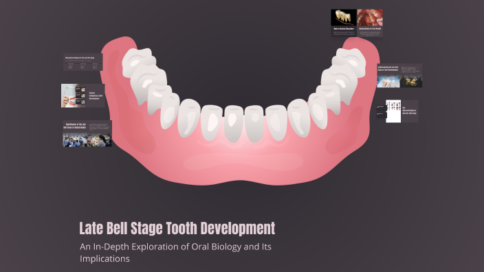 Late Bell Stage Tooth Development by Ahmed Ezat on Prezi