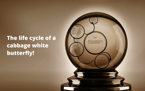 The life cycle of a cabbage white butterfly! by aaron jones on Prezi