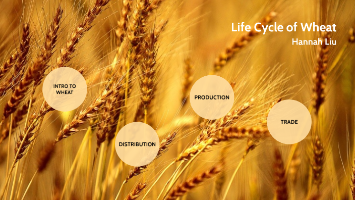 Life Cycle of Wheat by Hannah Liu on Prezi