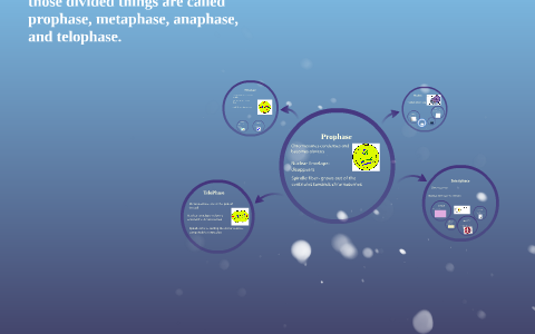 Mitosis presentation by marcus meza on Prezi