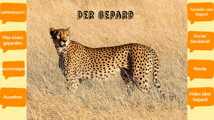 Gepard by Sebastian Gruber on Prezi