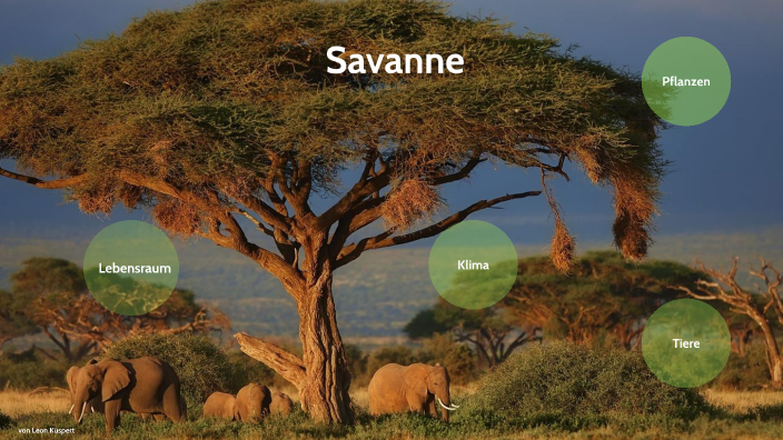 Savanne by Leon Küspert on Prezi