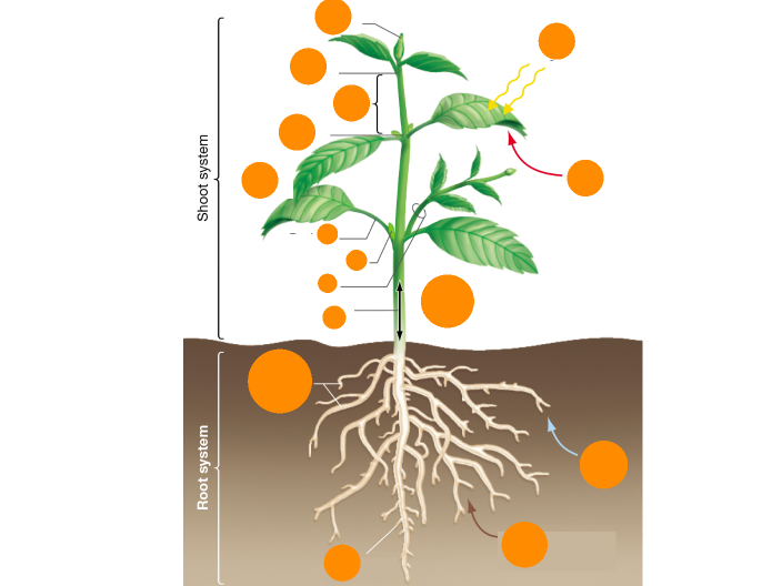 plant form and functions by Hailey Cannon on Prezi