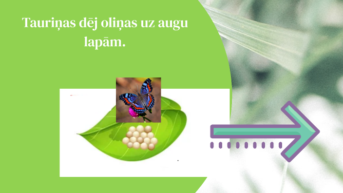 Taureņa dzīves cikls by Tatjana Sirina on Prezi