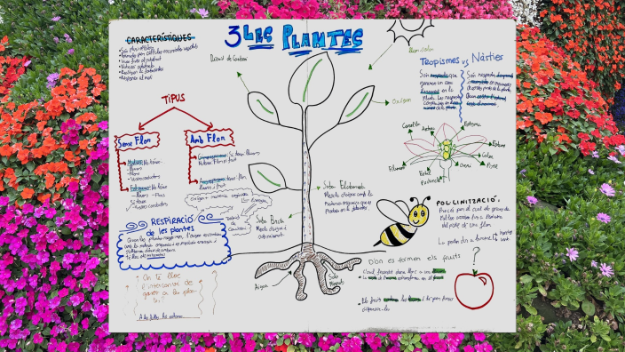 Tema 3 Plantes by Aidan Cash on Prezi