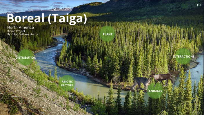 Biome Project: Boreal (Taiga) by Yan Wing Bethany Tam on Prezi