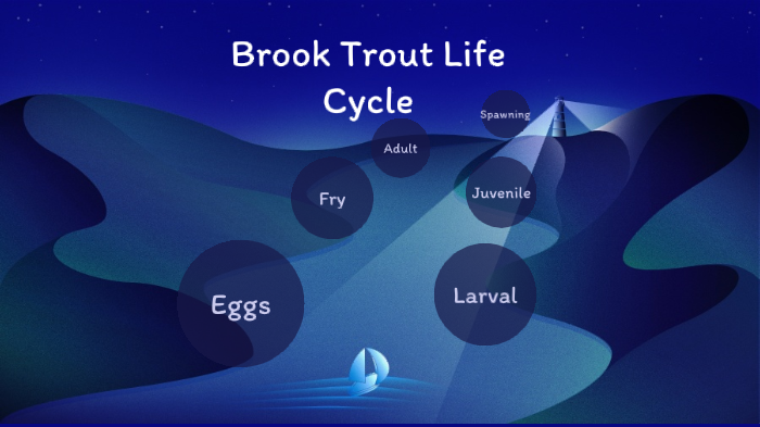 brook trout life cycle by Quentin Nelson on Prezi