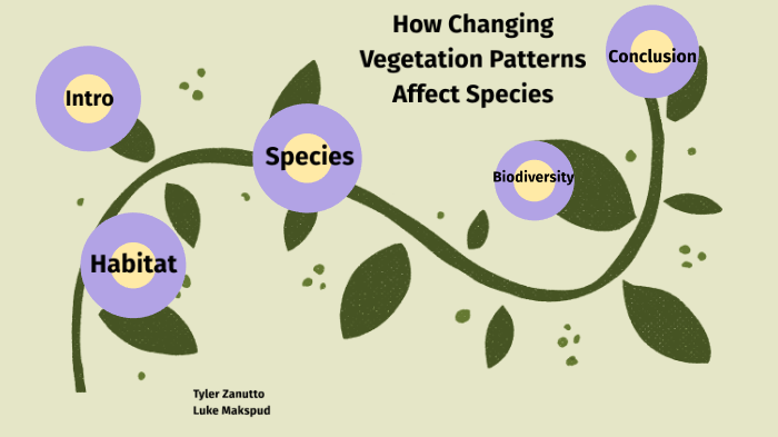 vegitation patterns by etholuke on Prezi