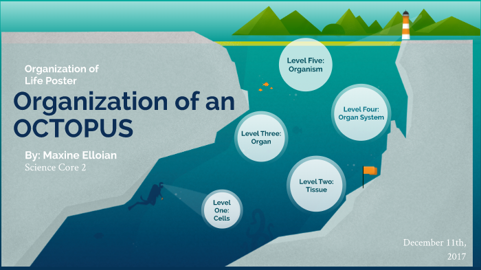 Organization Of An Octopus by Maxine Elloian on Prezi