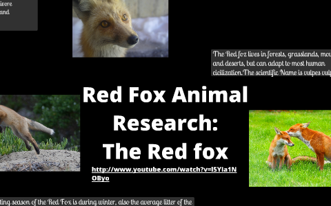 Red Fox Animal Research by Alexander Nedvidek Nedvidek on Prezi