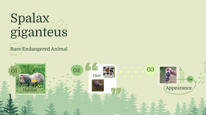 Spalax giganteus by Roman Pleshkov on Prezi
