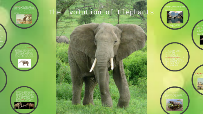 The Evolution of Elephants by Emma Peeler on Prezi