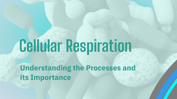 Cellular Respiration project by Andy kefford on Prezi