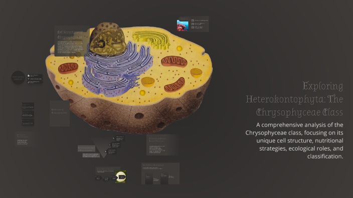 Exploring Heterokontophyta: The Chrysophyceae Class by ma.catherine ...
