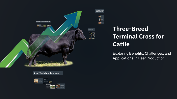 Three-Breed Terminal Cross for Cattle by Lanae Elbers on Prezi