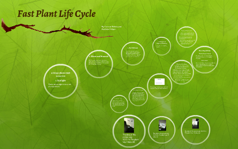 Fast Plant Life Cycle by Matt Wilson on Prezi
