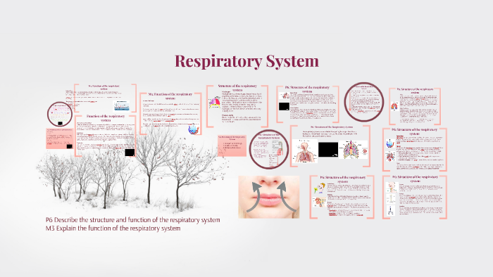 Assignment 4:Respiratory System by Miss Watson on Prezi