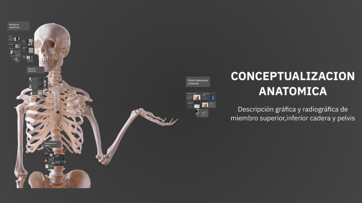 CONCEPTUALIZACION ANATOMICA by Luisa Cuervo on Prezi