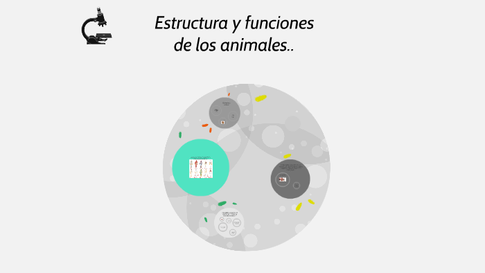 Estructura y funciones de los animales by Daniel Rosales Matos on Prezi