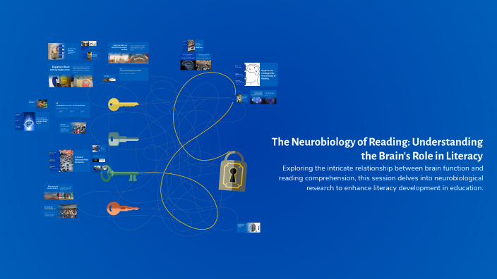 The Neurobiology of Reading: Understanding the Brain's Role in Literacy ...