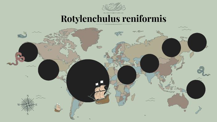 Rotylenchulus reniformis by Astrid Fuentes on Prezi