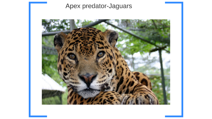 Evolution of Predator and Prey by katie cannata on Prezi