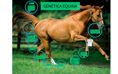 GENÉTICA EQUINA by francisca voss on Prezi