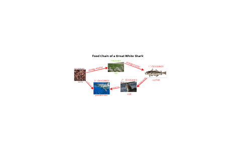 The Food Chain of a Great White Shark by jacob devore on Prezi