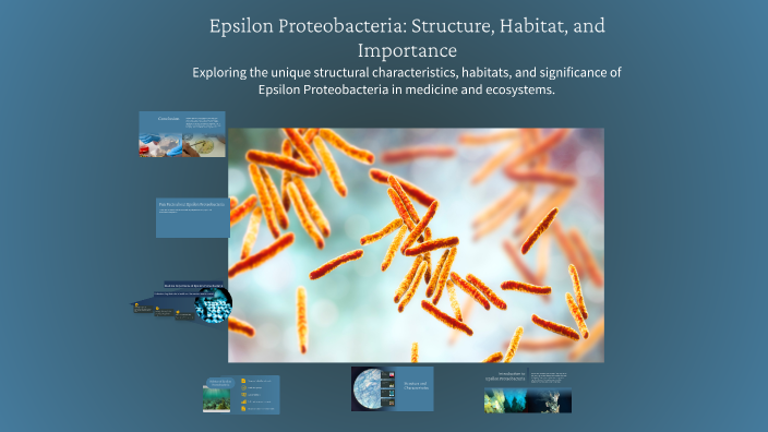 Epsilon Proteobacteria: Structure, Habitat, and Importance by Iffah ...