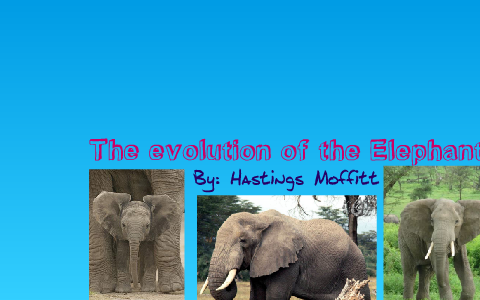 The Evolution of the Elephant by Canterbury School on Prezi