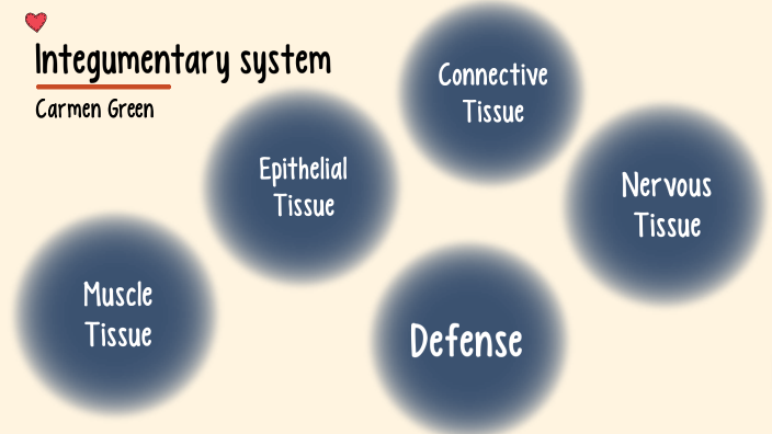 Integumentary System by Carmen JohnsonGreen on Prezi