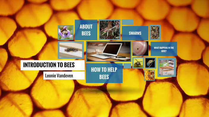 Introduction to bees by Leonie Vandeven on Prezi