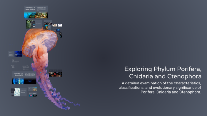 Exploring Phylum Cnidaria and Ctenophora by Nathan Sullivan on Prezi