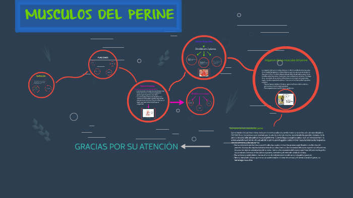 MUSCULOS DEL PERINE by Mariana Basgall on Prezi