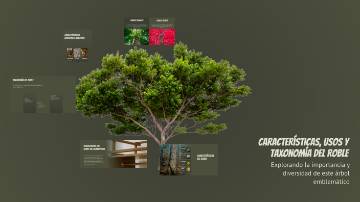 Características, Usos y Taxonomía del Roble by Rocio oyarzun on Prezi