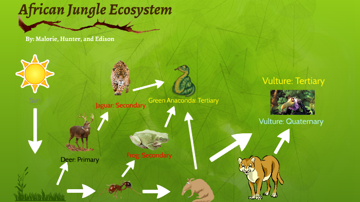 African Jungle Ecosystem by Malorie Tracy on Prezi