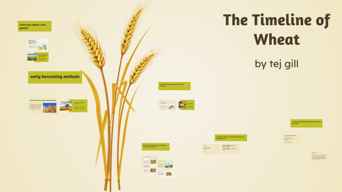 The Timeline of Wheat by TEJ GILL on Prezi