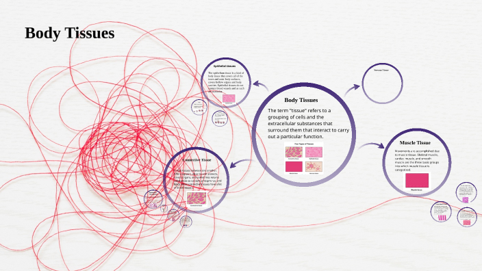Body tissues Study Guide by Isabel Porras on Prezi