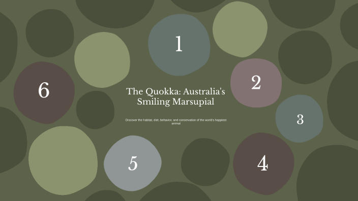 The Quokka: Australia's Smiling Marsupial by Meghan Adee on Prezi