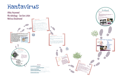 Hantavirus by Abby Heywood on Prezi