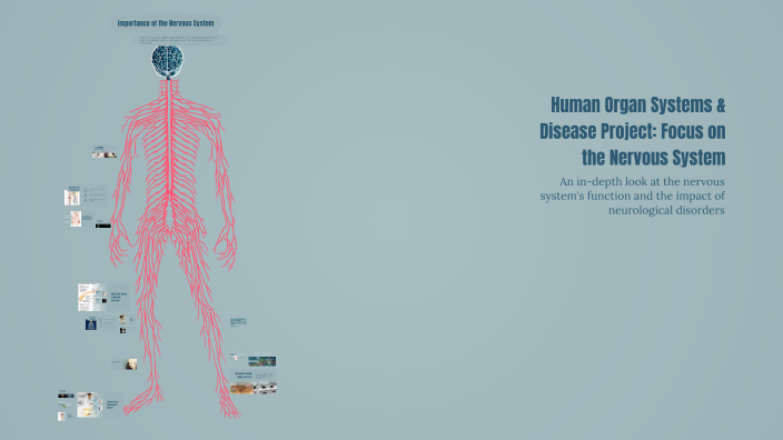 Human Organ Systems & Disease Project: Focus on the Nervous System by ...