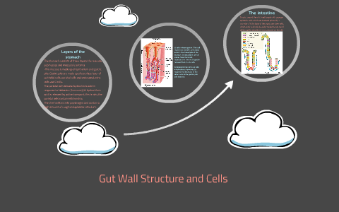 Gut Wall Structure and Cells by Yumna Haskins on Prezi