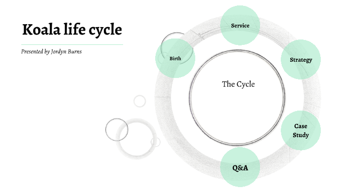 Koala life cycle by jordyn burns on Prezi