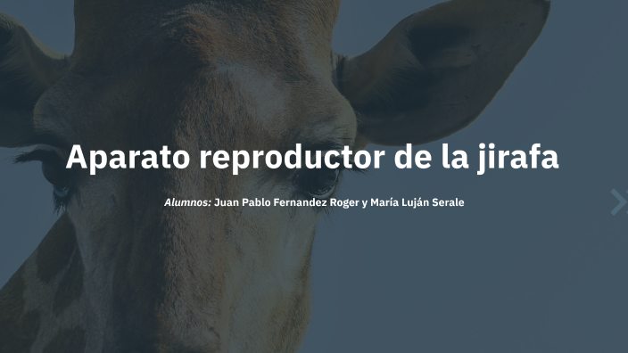 Giraffe Reproduction by Lujan Serale on Prezi