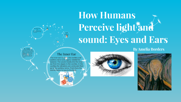 How Humans Perceive light and sound by Amelia Borders on Prezi