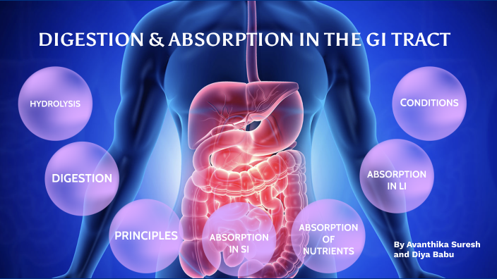 DIGESTION & ABSORPTION IN THE GI TRACT by Diya Babu on Prezi