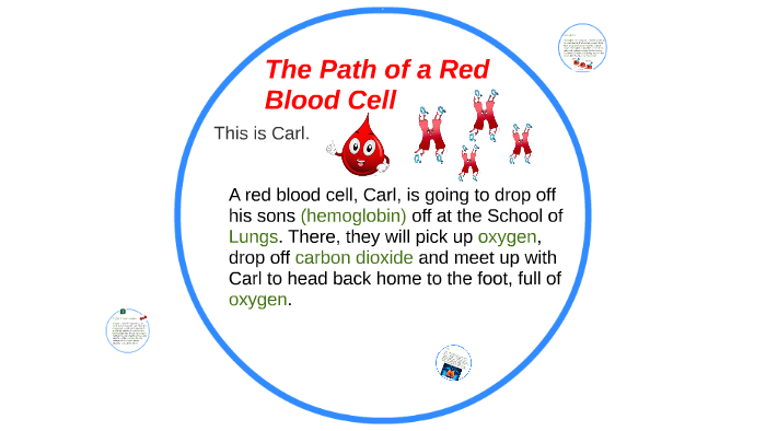 The Path of a Red Blood Cell by Cara Chang on Prezi